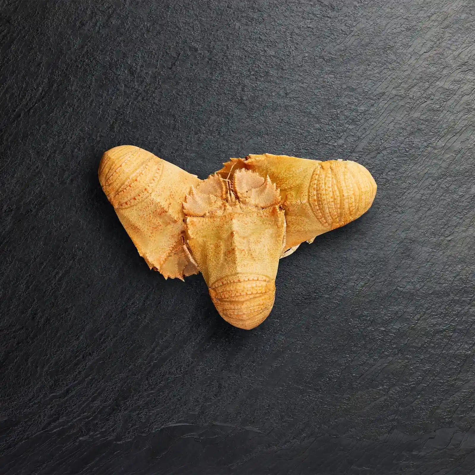 Fresh Moreton Bay Bugs | Freshly Cooked and Delivered Across Sydney ...