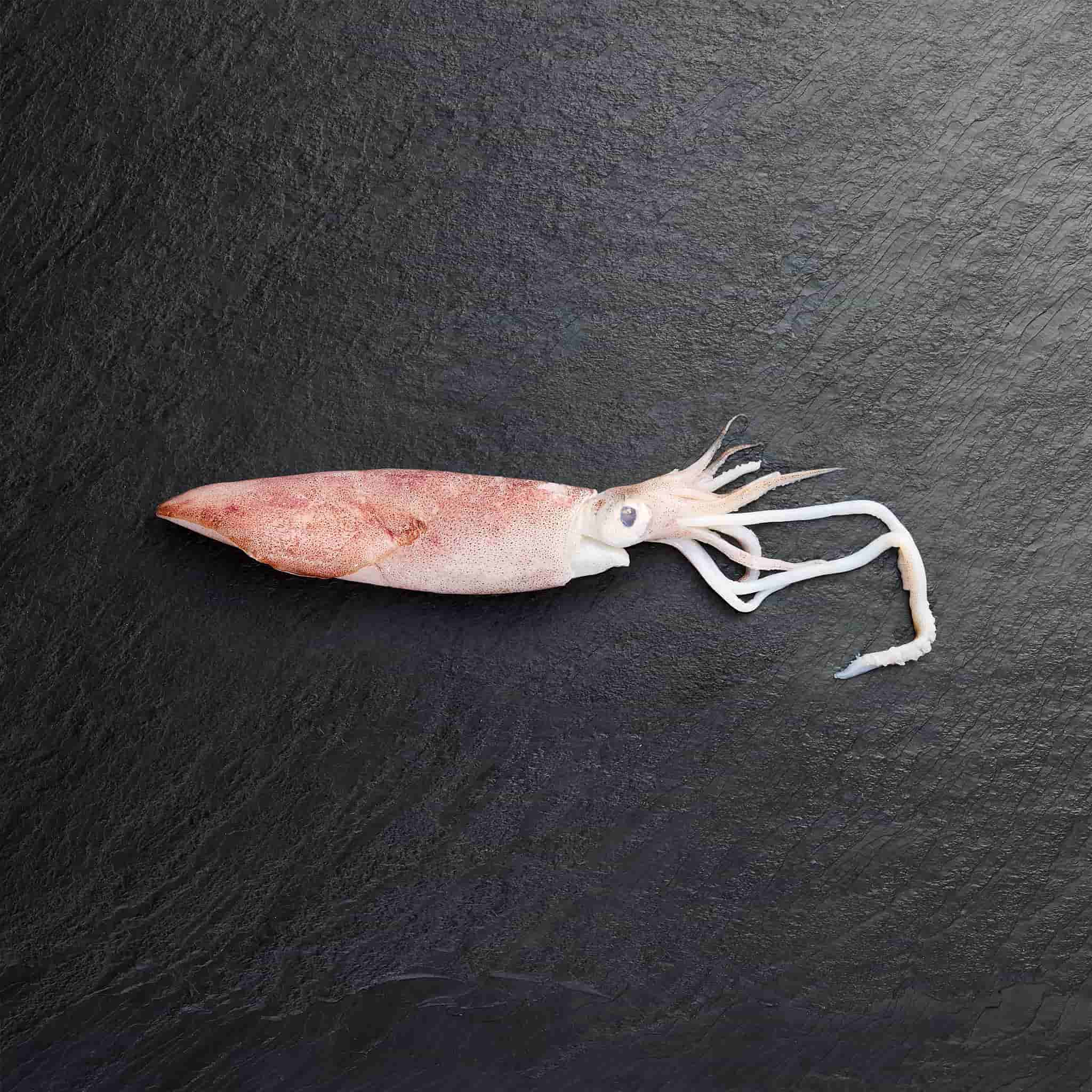 Loligo Squid | Sustainably Sourced and Frozen
