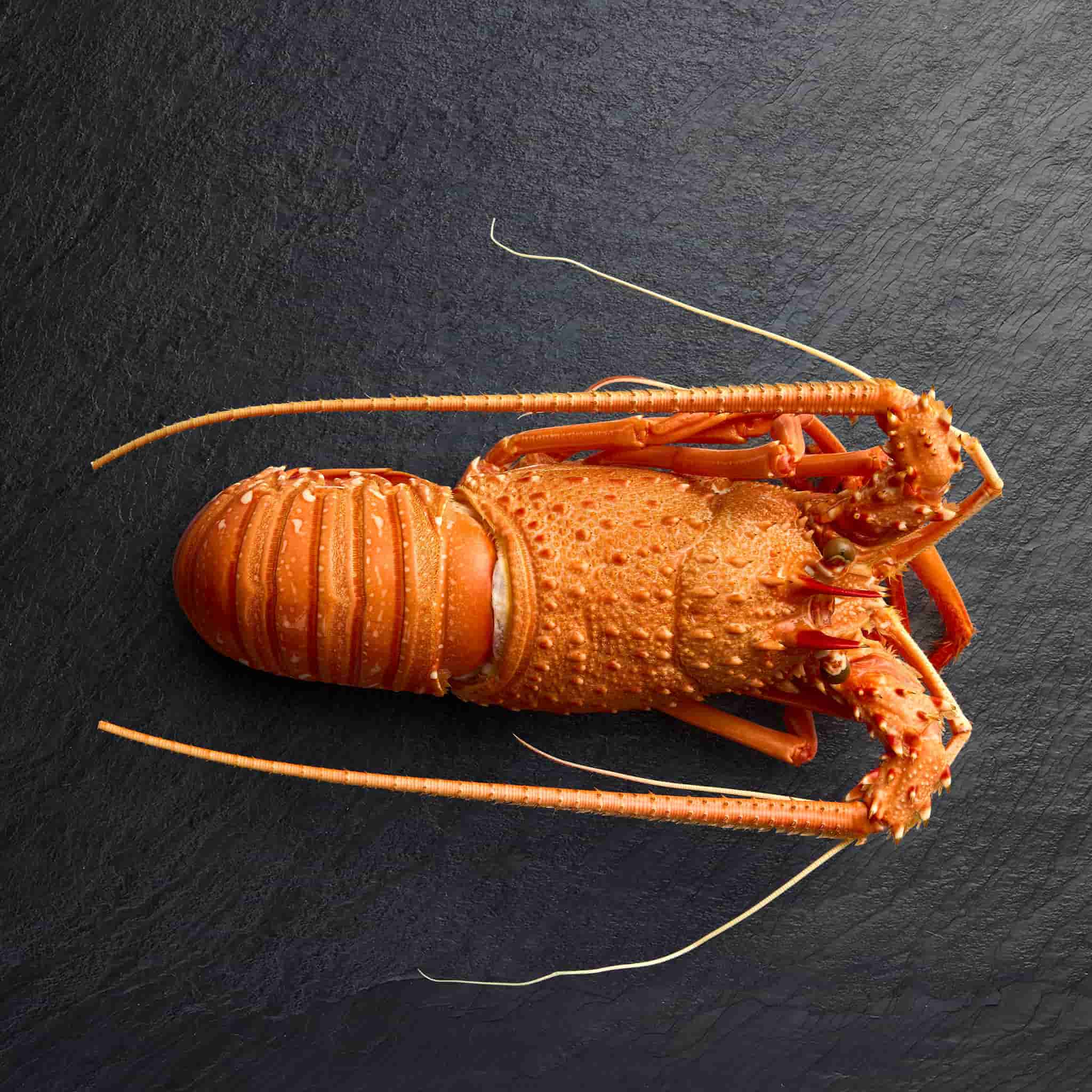 Cooked Frozen Western Rock Lobster | Premium Seafood in Sydney